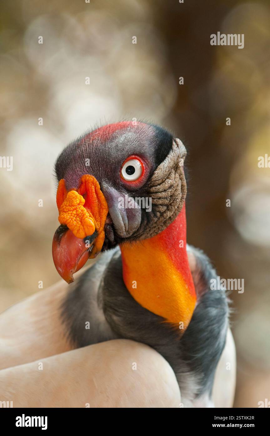 king vulture (Sarcoamphus papa) Amazon region, Colombia - stock photo ...