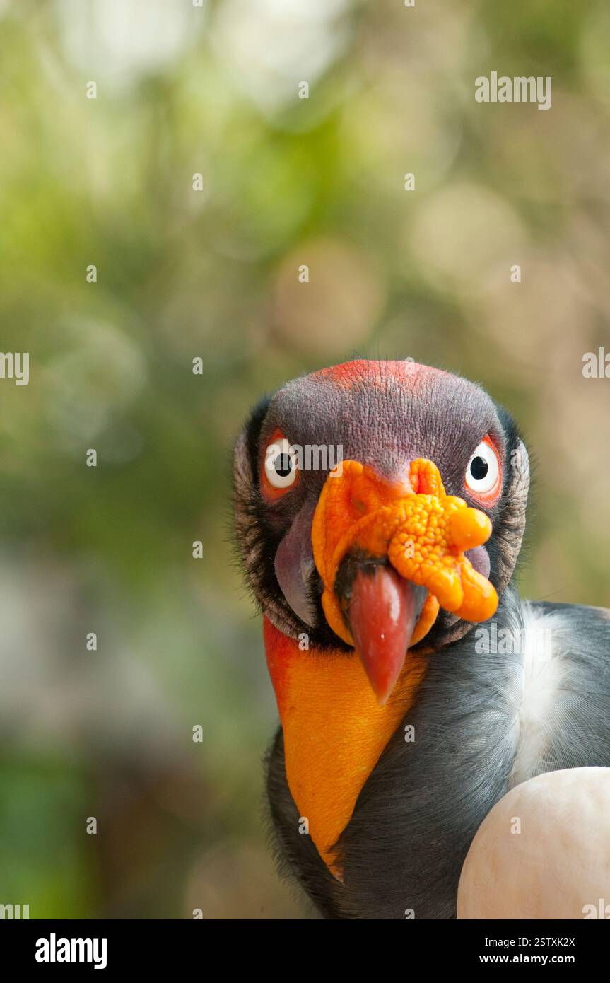 king vulture (Sarcoamphus papa) Amazon region, Colombia - stock photo ...
