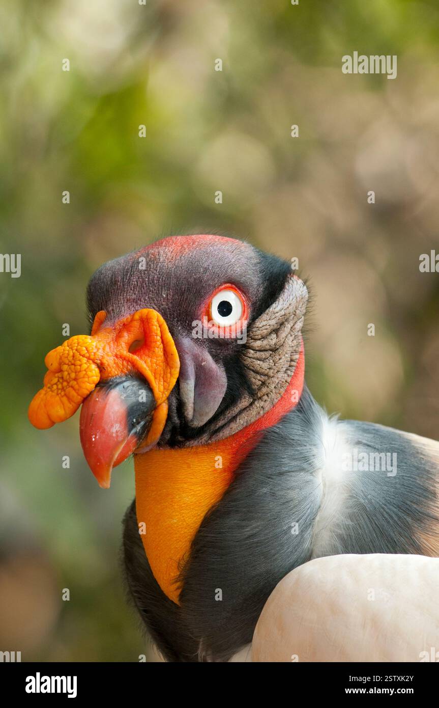 king vulture (Sarcoamphus papa) Amazon region, Colombia - stock photo ...
