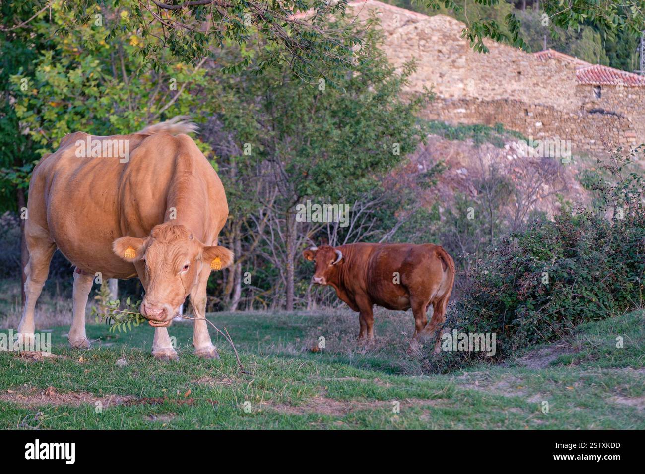 Vaca pastando en el pueblo Stock Photo - Alamy
