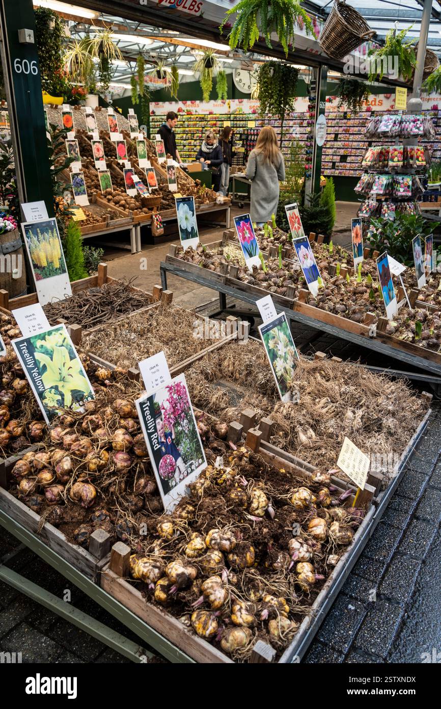 Tulip bulbs floating flower hi-res stock photography and images - Alamy