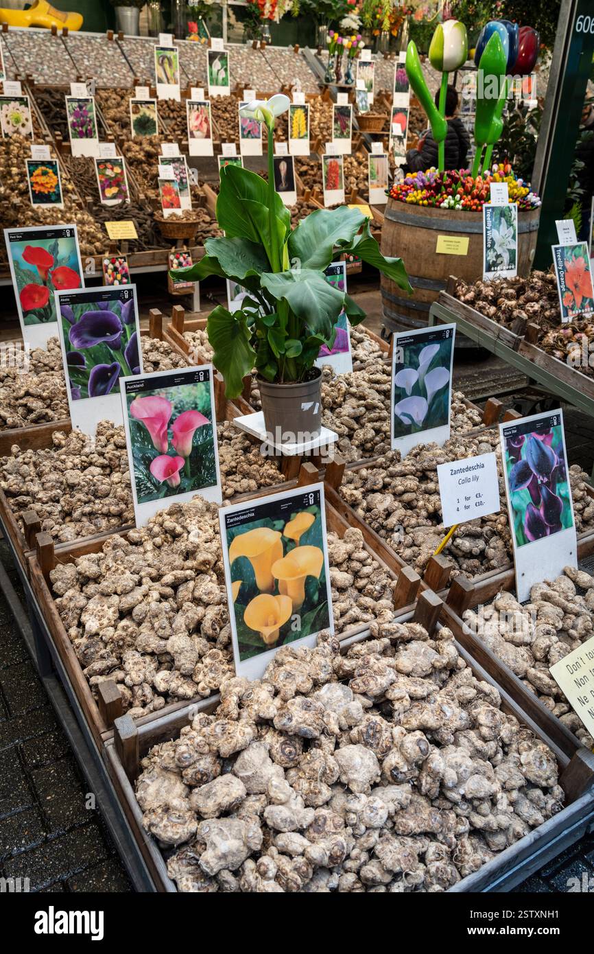 Tulip bulbs floating flower hi-res stock photography and images - Alamy