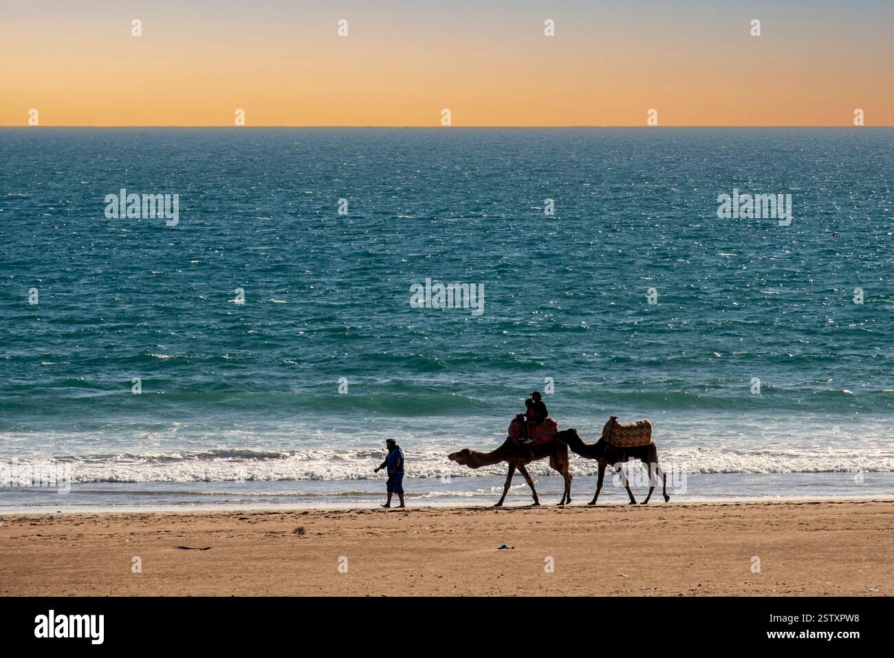 Two camels walking on the beach of Agadir at sunset Stock Photo - Alamy