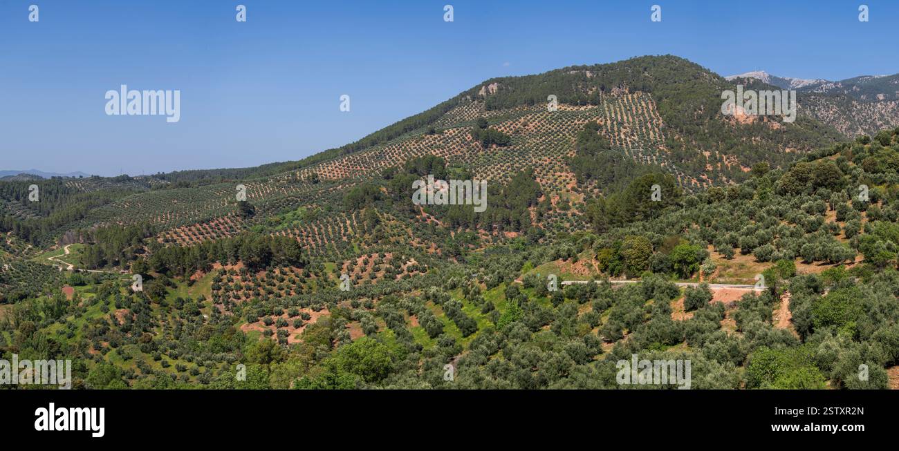 large extension of olive groves for oil production, Segura de la Sierra ...