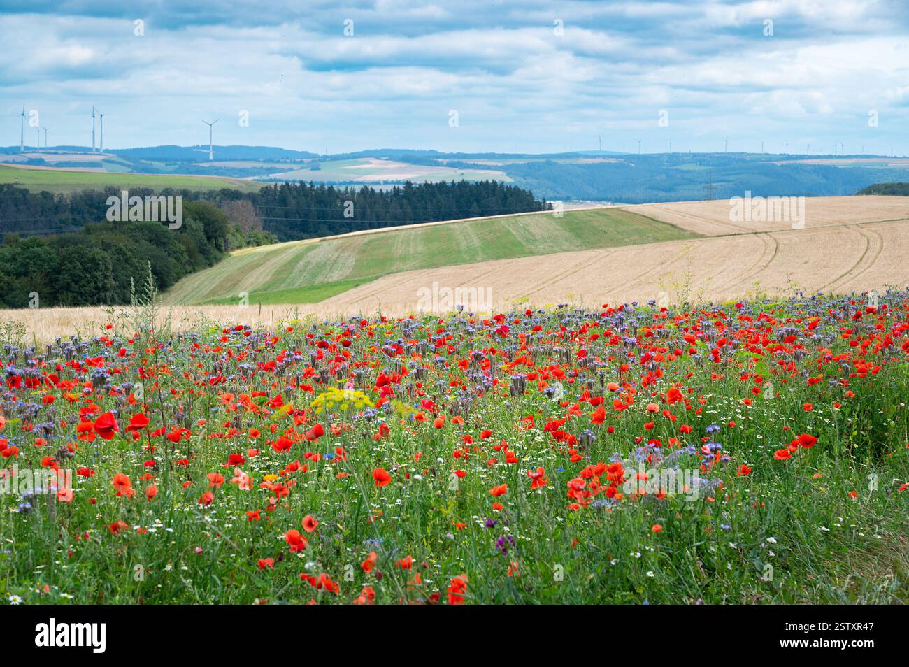 Meadow with poppy, daisy and flaxseed flowers, blooming wildflower ...