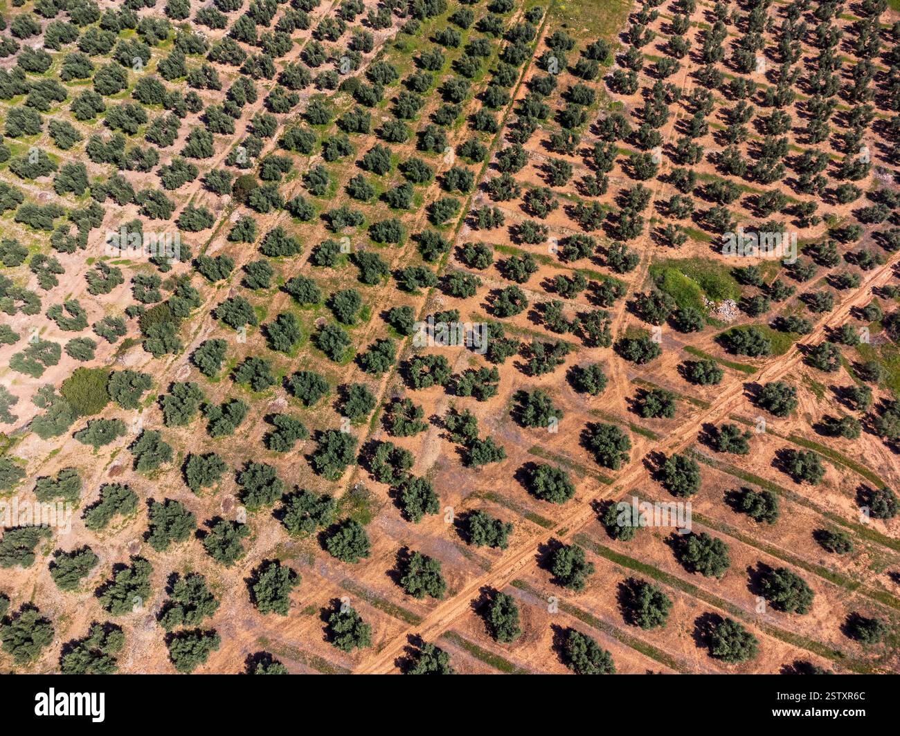 Large extension of olive groves for oil production Stock Photo - Alamy