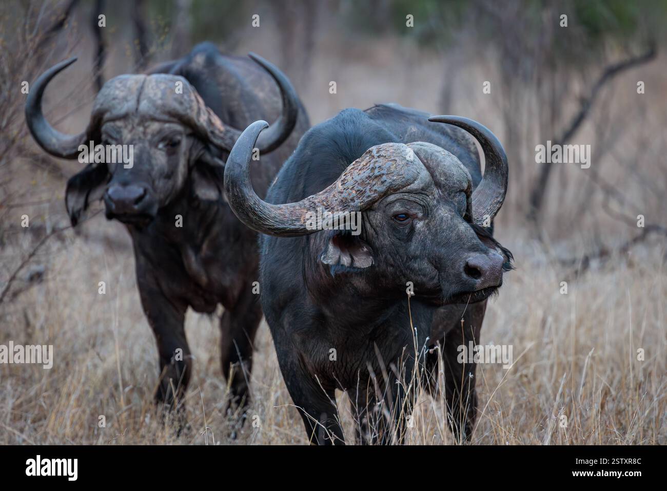 Frontal close up big african hi-res stock photography and images - Alamy