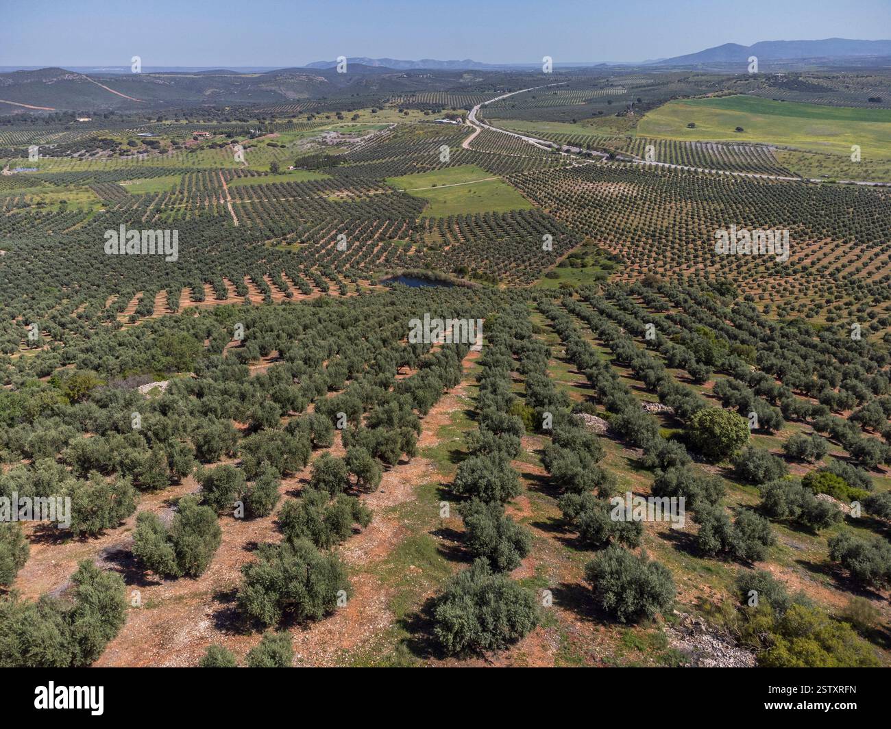 Large extension of olive groves for oil production Stock Photo - Alamy