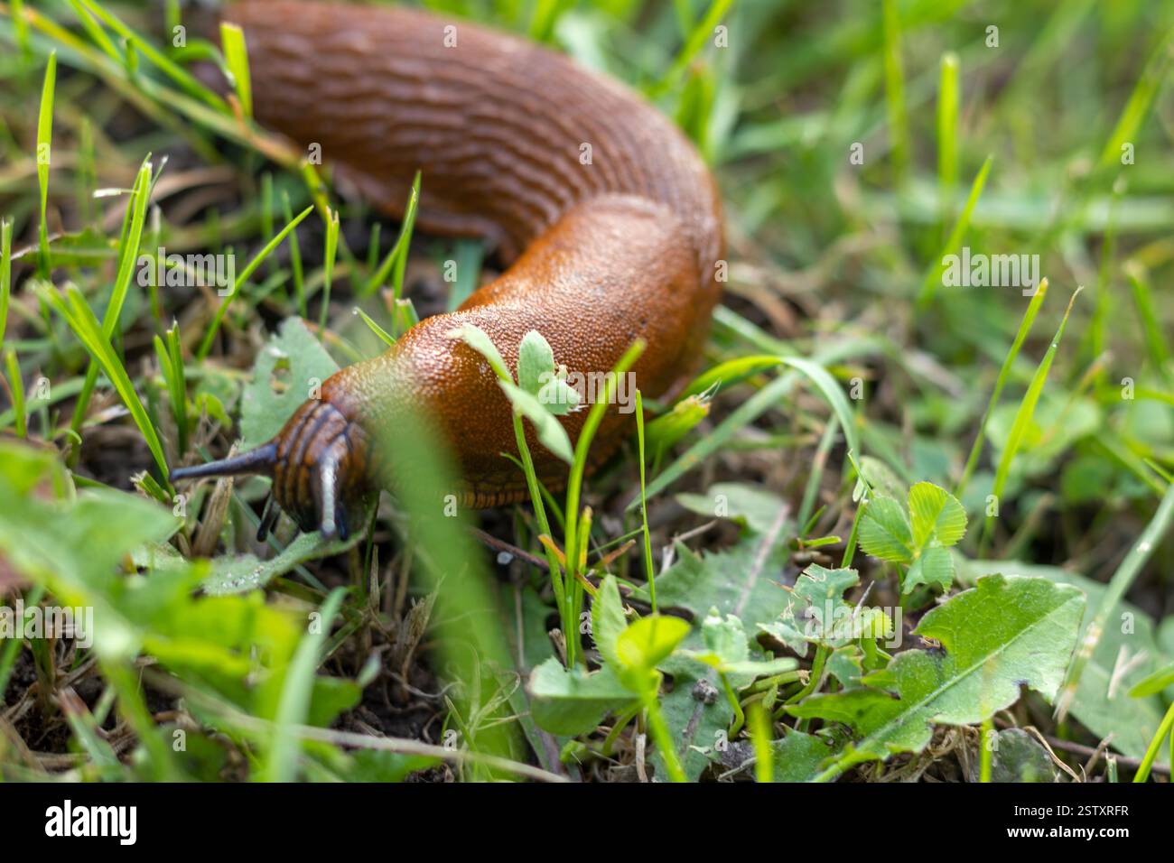 Large brown slug crawling in grass. Close-up. Parasites, pests of ...
