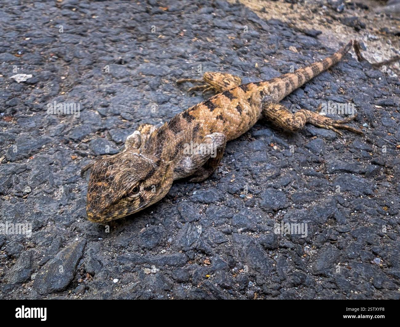 Eastern fence lizard (Sceloporus undulatus) basking on an asphalt road ...