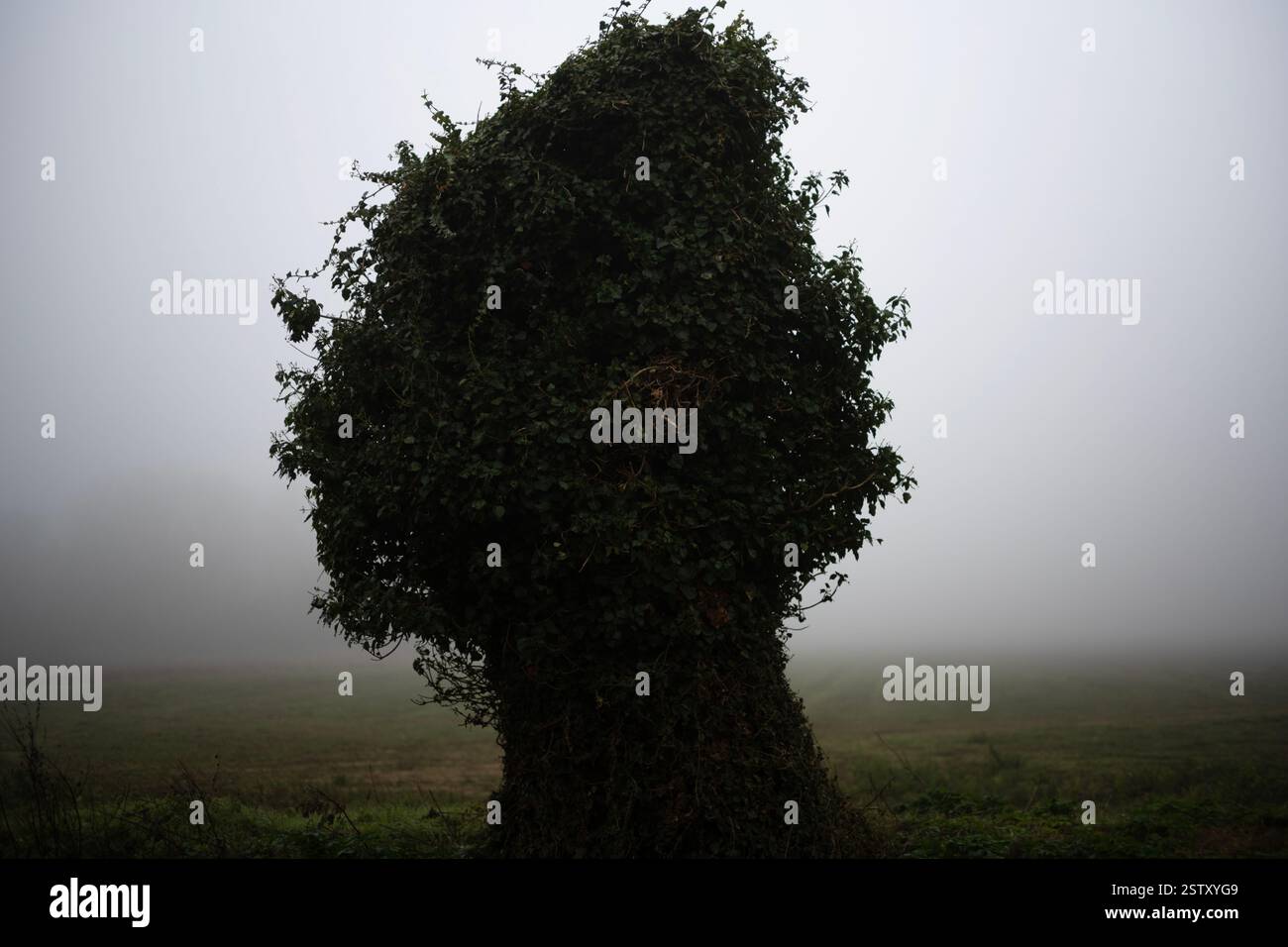 Overgrown winter landscape hi-res stock photography and images - Alamy