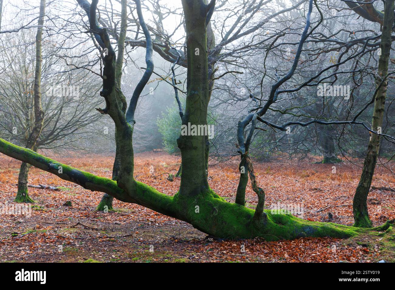 Winter Woodland scenery at Hamsterley Forest, County Durham, England ...