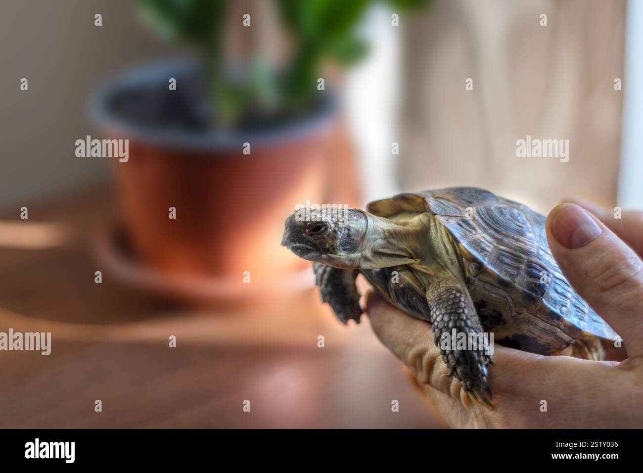 Strong male hands gently holding turtle. The attachment to the pet ...