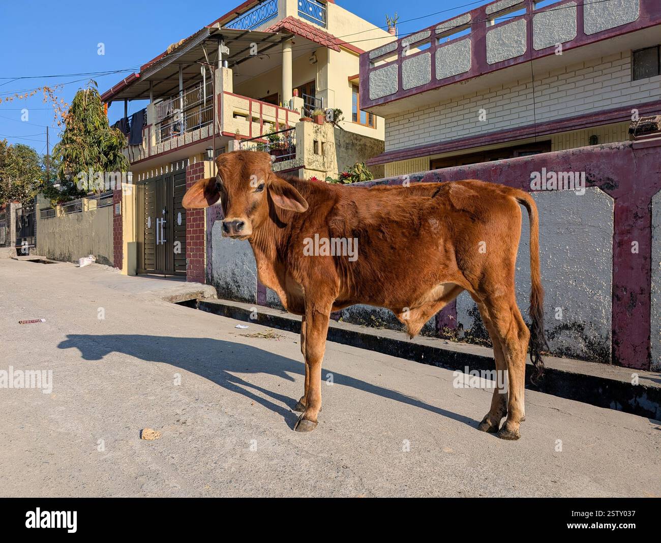 feb15th2025 dehdradun India. Stray red Badri cows (Bos indicus) and a ...