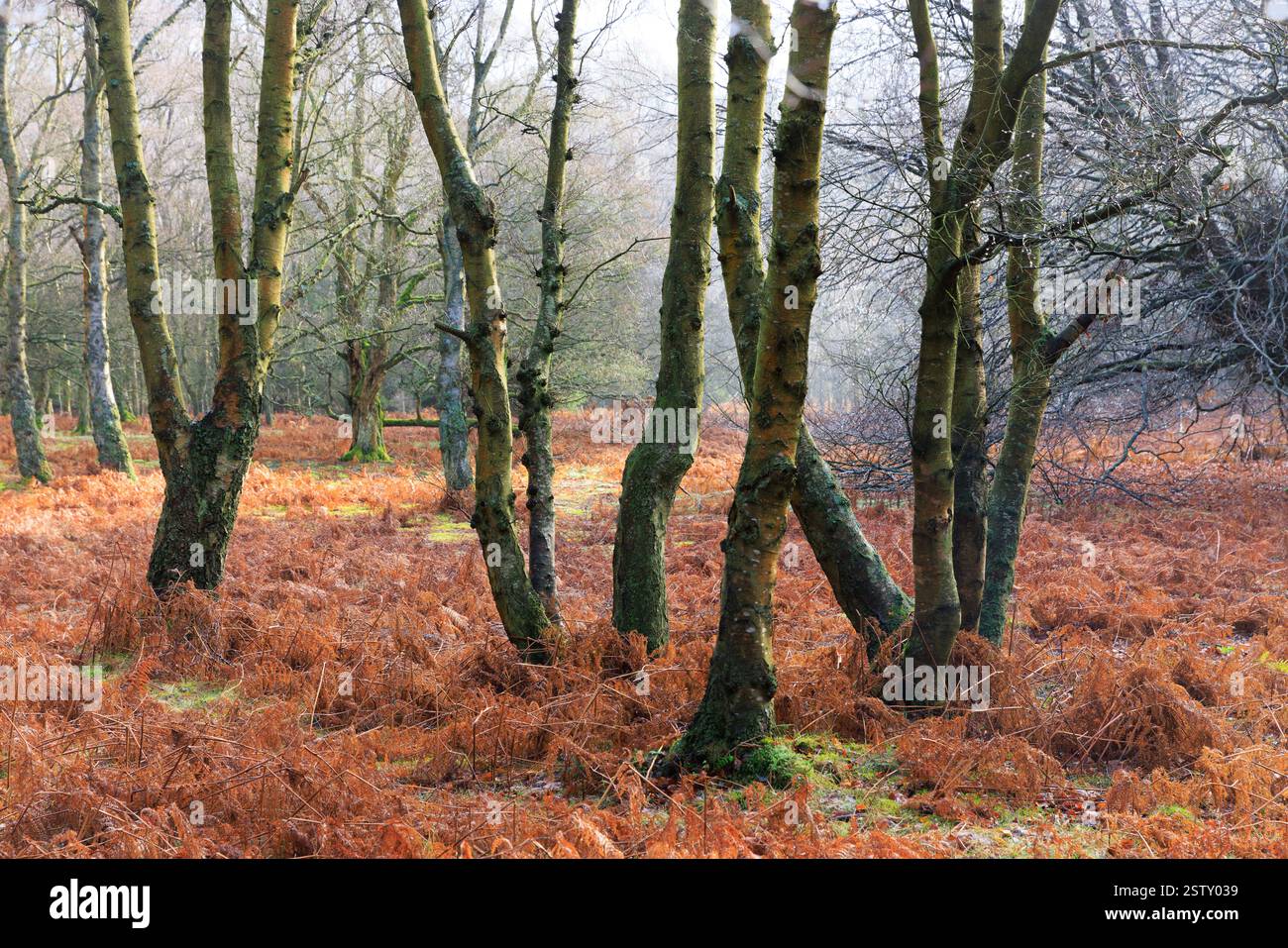 Winter Woodland scenery at Hamsterley Forest, County Durham, England ...