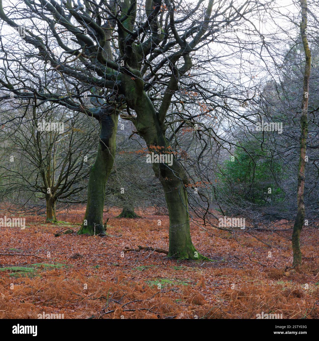 Winter Woodland scenery at Hamsterley Forest, County Durham, England ...