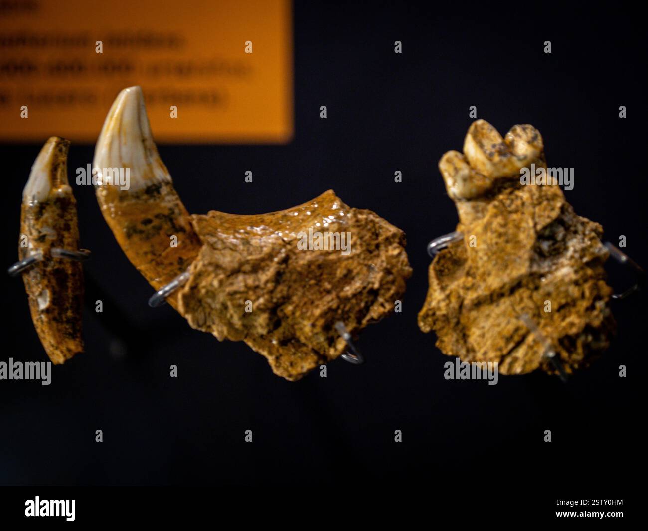 Mandibula de dientes de sable hi-res stock photography and images - Alamy