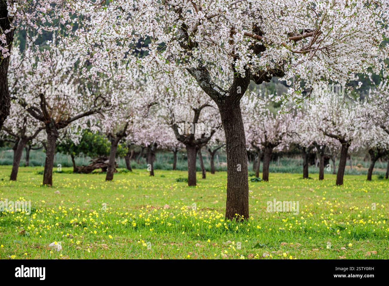 Field of almond blossoms Stock Photo - Alamy