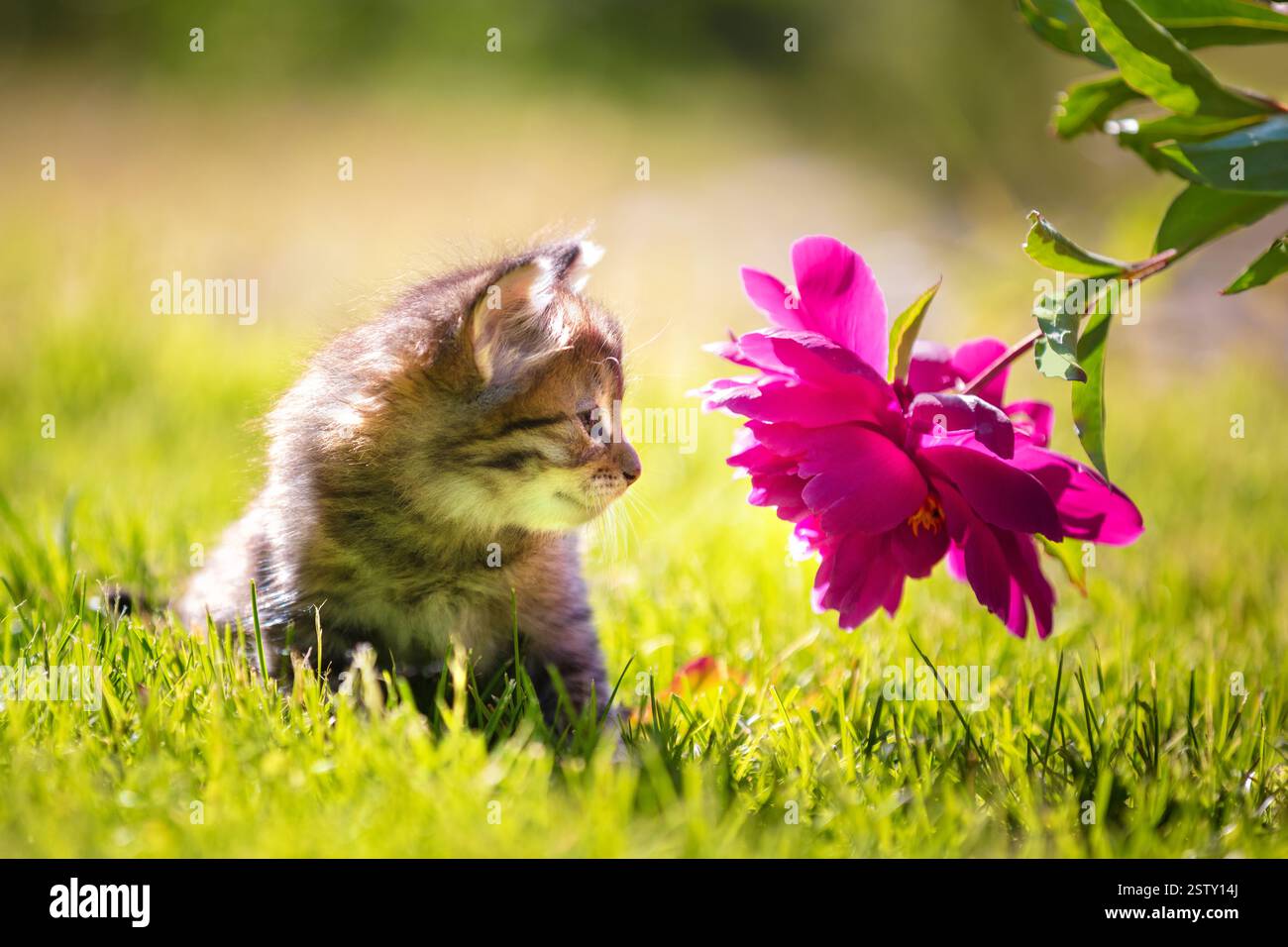 Little kitten sitting on the grass and smelling peony flowers in the ...