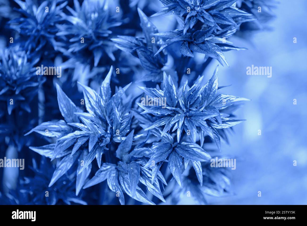 Young shoots and leaves of peonies flowers in spring. Nature background ...