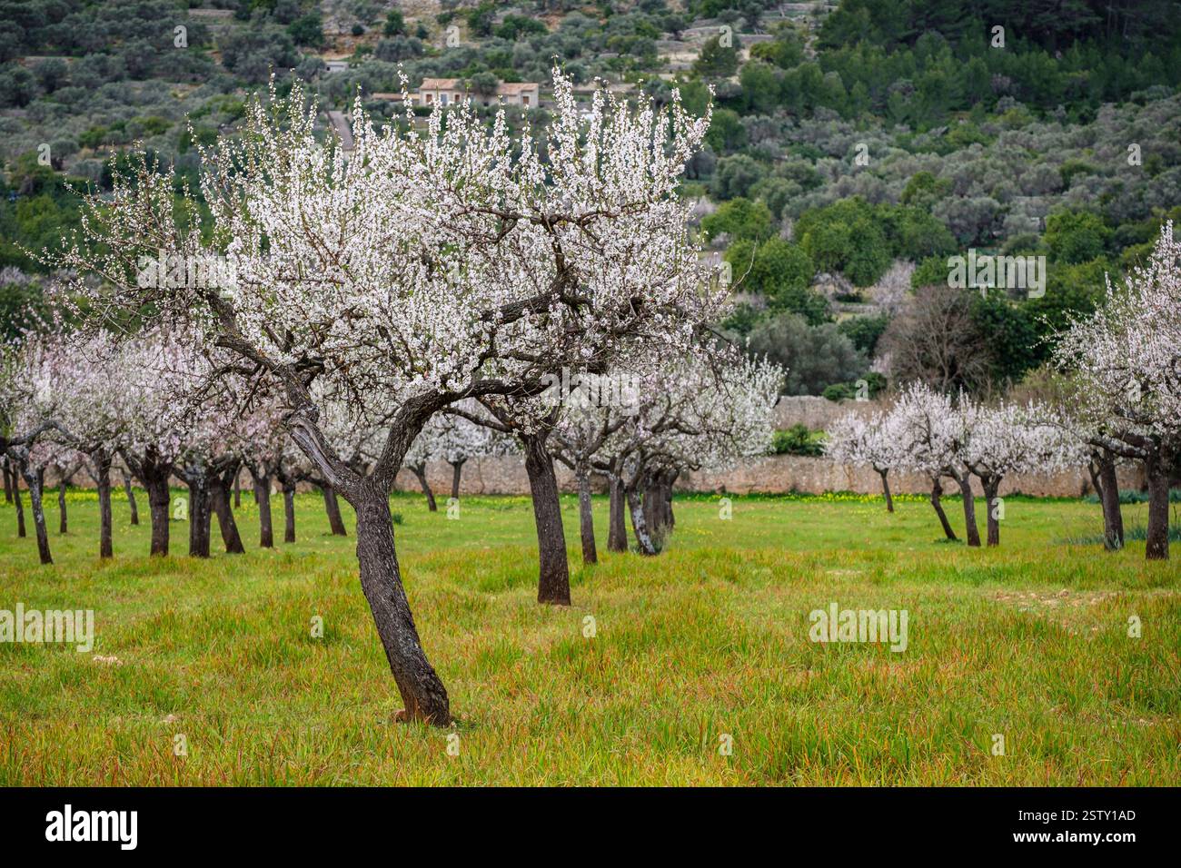 Almond field hi-res stock photography and images - Alamy
