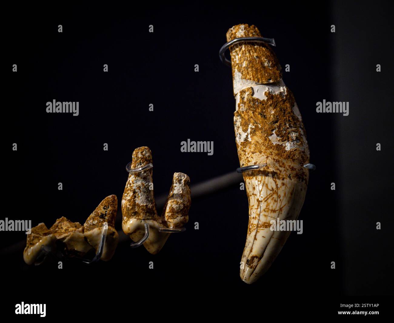 Plioceno superior pleistoceno inferior hi-res stock photography and ...