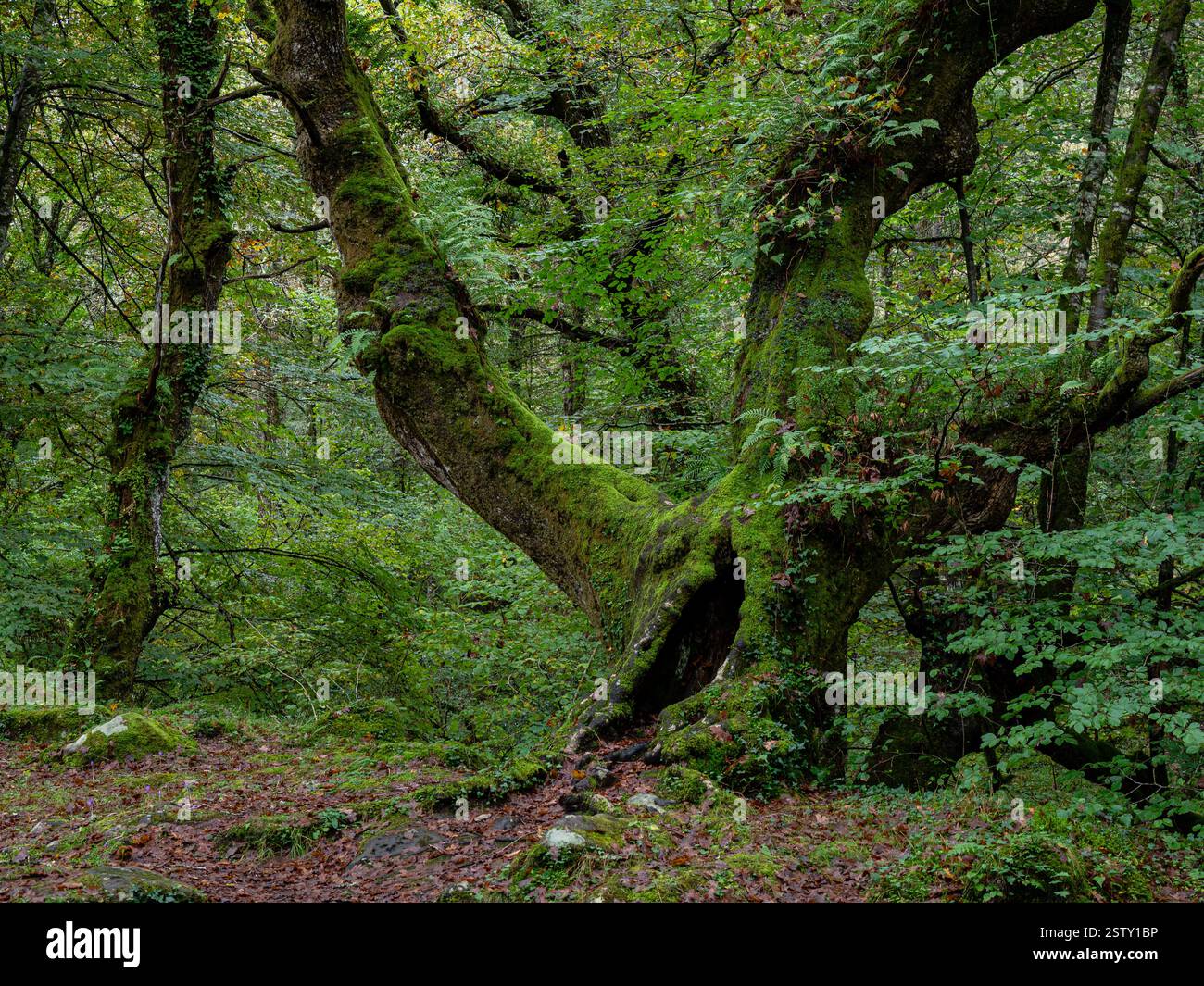 Parque natural del hi-res stock photography and images - Alamy