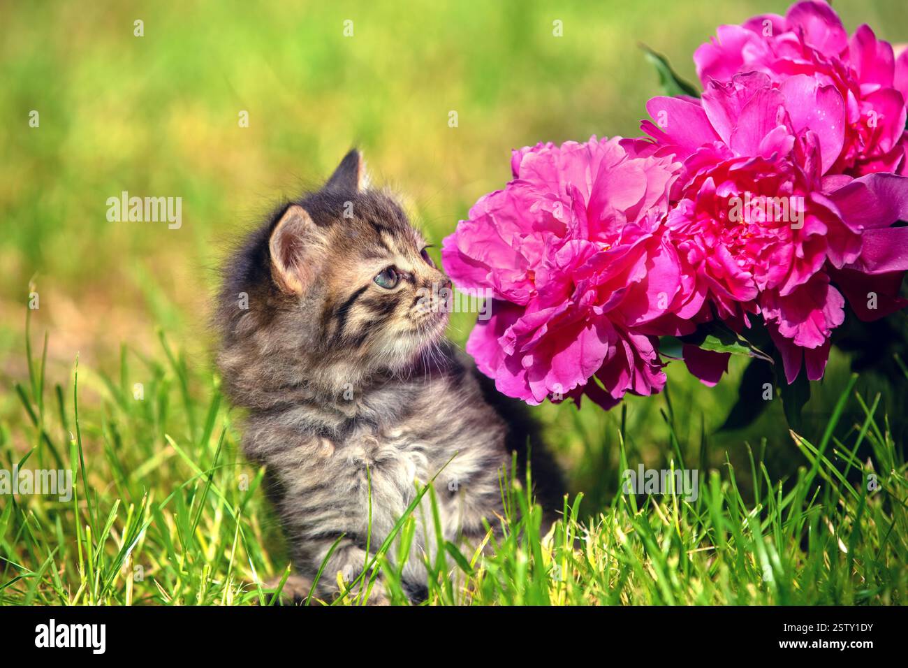 Little kitten sitting on the grass and smelling peony flowers in the ...