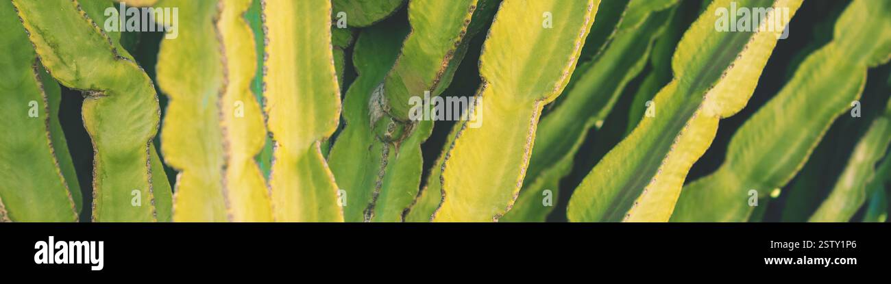 Cactus texture. Nature background. Horizontal banner Stock Photo - Alamy