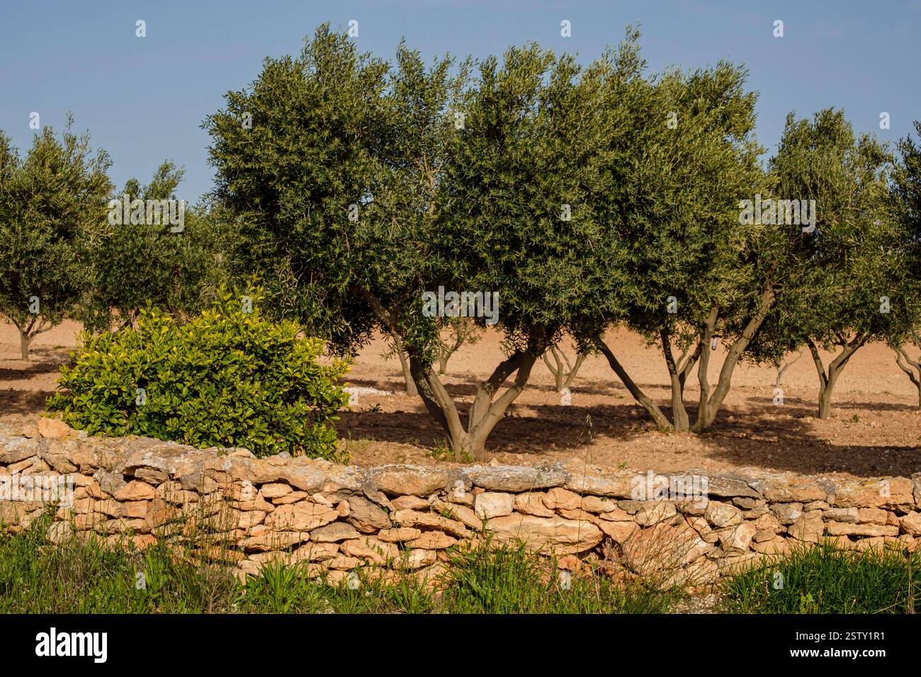 Olive field hi-res stock photography and images - Alamy