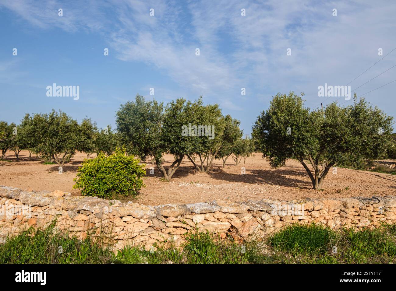 Consumption olive oil in hi-res stock photography and images - Alamy