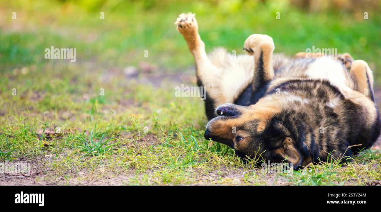 Dog lying on her back hi-res stock photography and images - Alamy