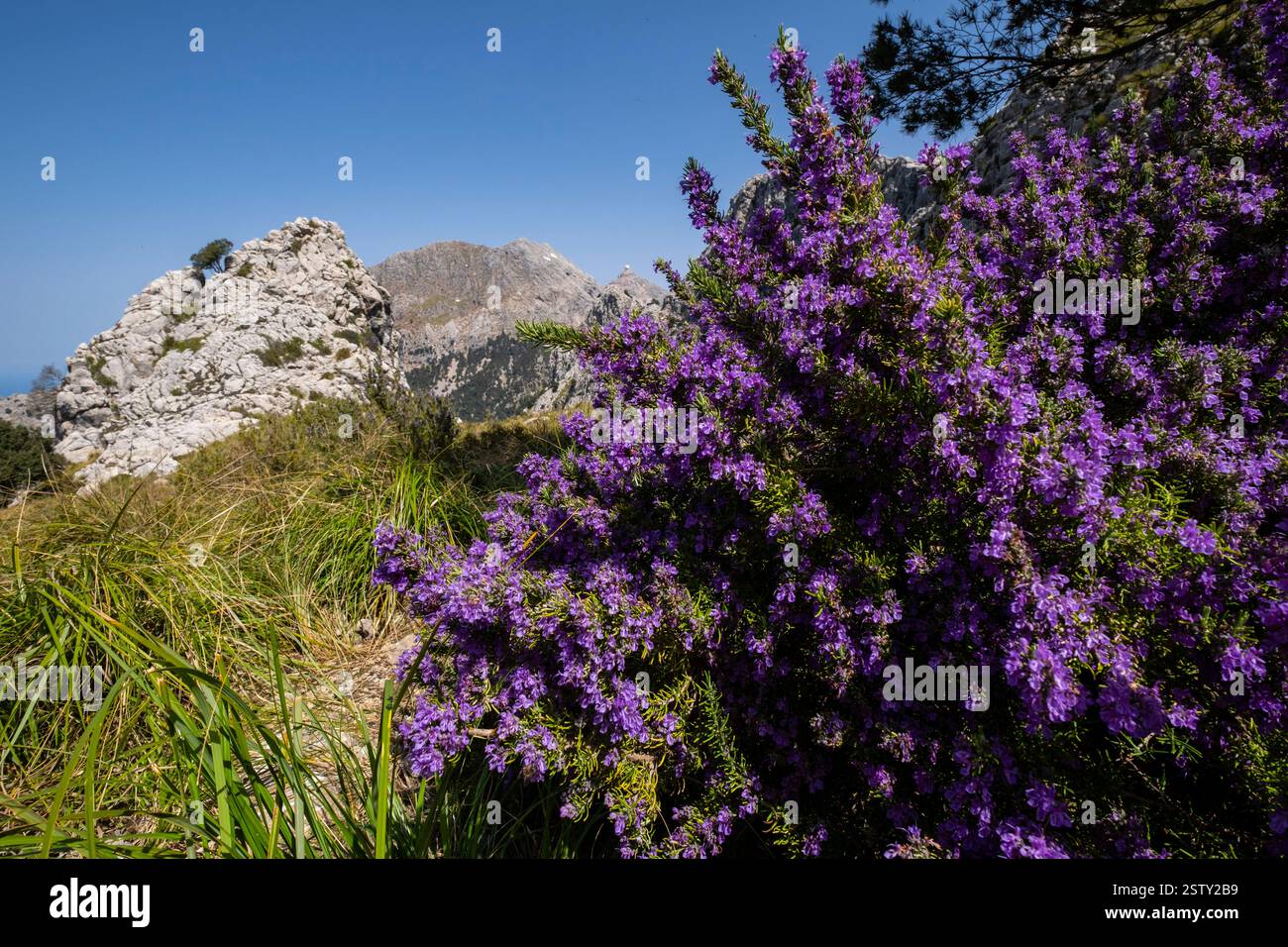 Cycle of bloom hi-res stock photography and images - Alamy