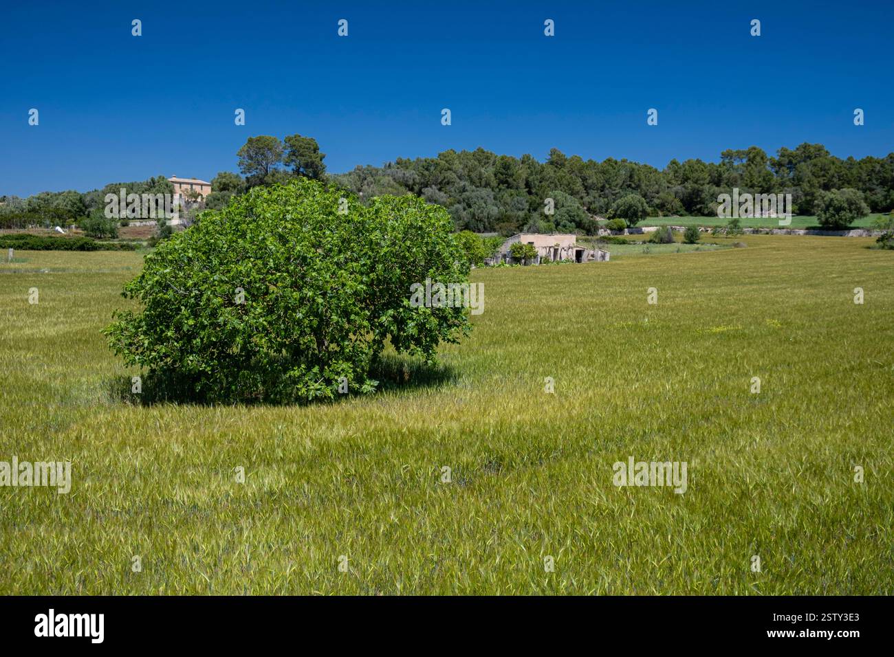 Open field crop production hi-res stock photography and images - Alamy