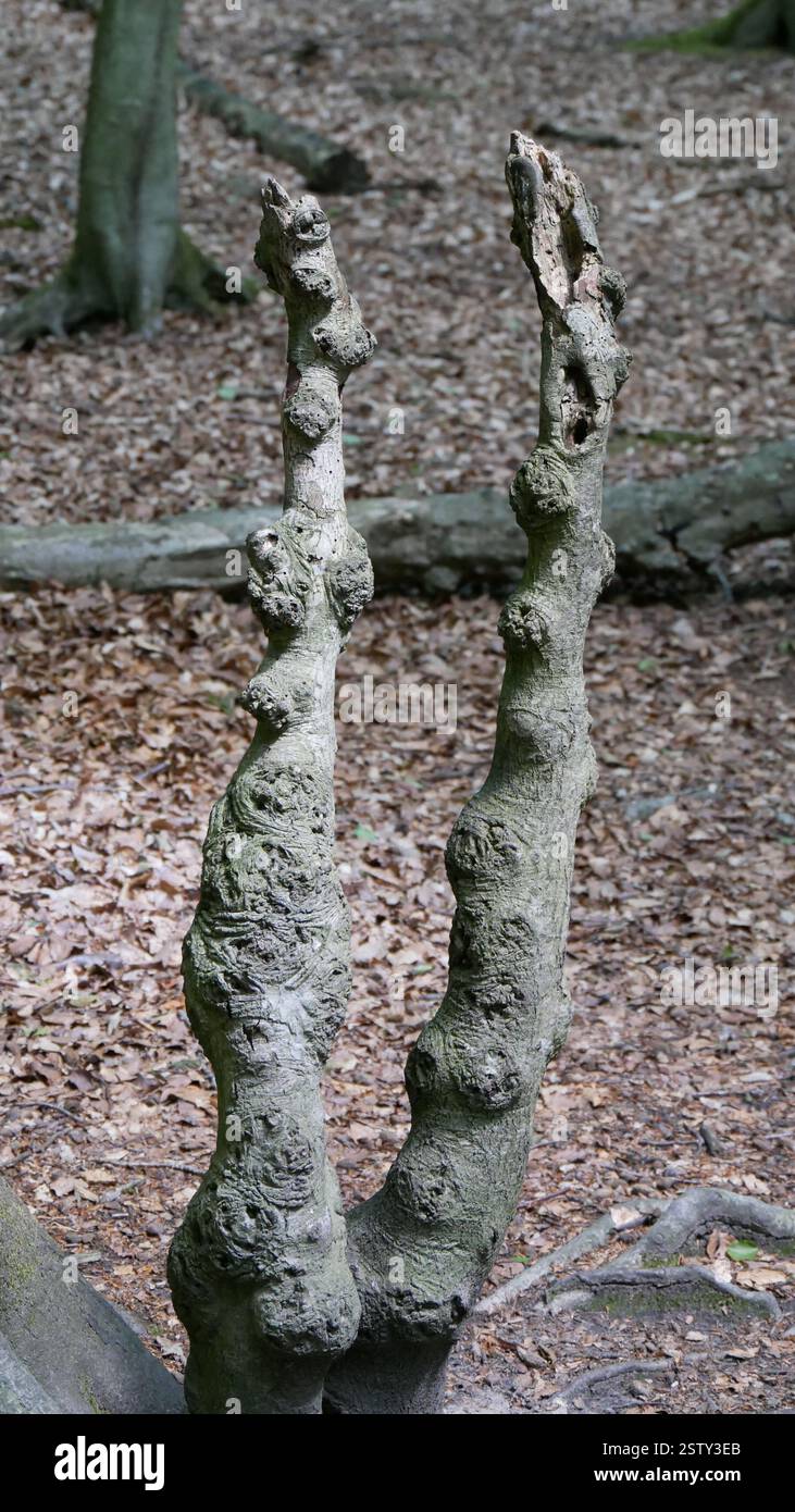 Curious trees hi-res stock photography and images - Alamy