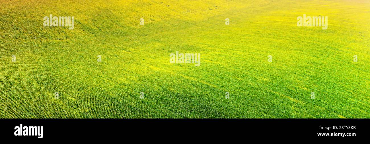 Summer rural landscape, countryside. Grass texture. Rolling wheat ...