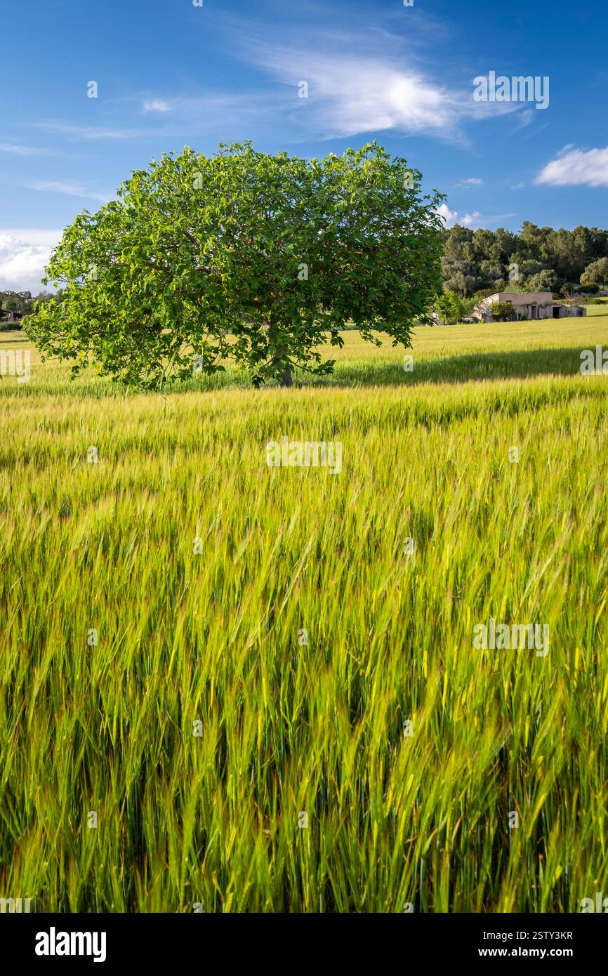 Open field crop production hi-res stock photography and images - Alamy