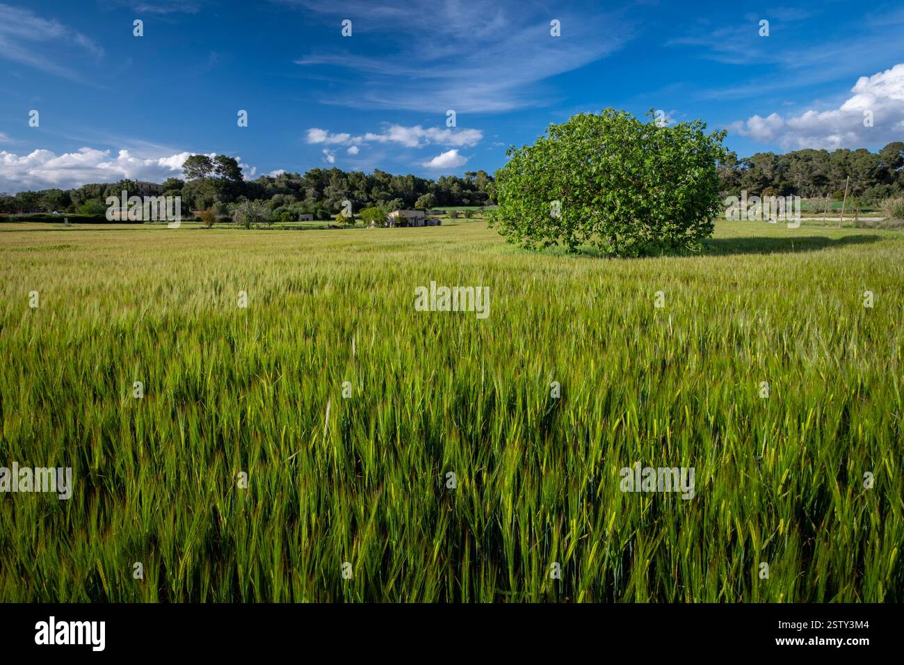 Open field crop production hi-res stock photography and images - Alamy