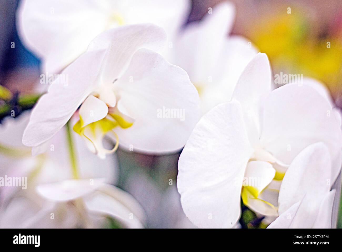 Cultivation orchids home soil hi-res stock photography and images - Alamy