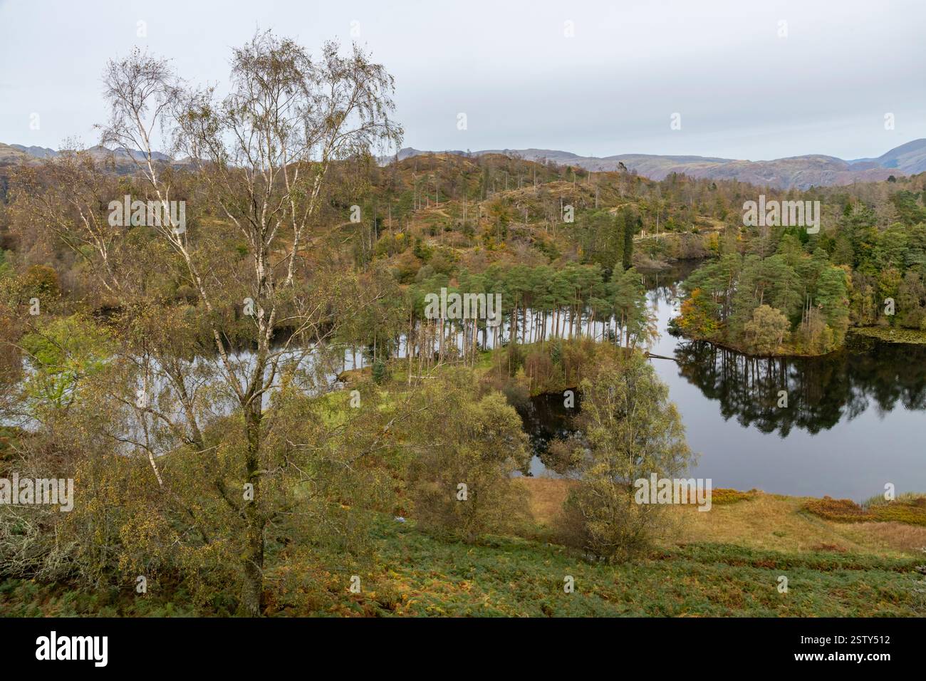 Tarn Hows, Coniston, Lake District, Cumbria, England Stock Photo - Alamy