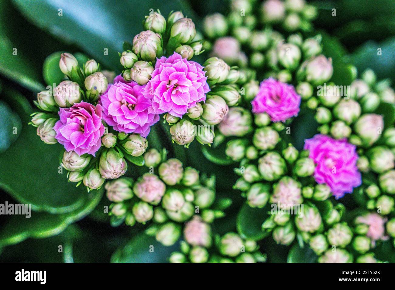 Flower kalanchoe hi-res stock photography and images - Alamy
