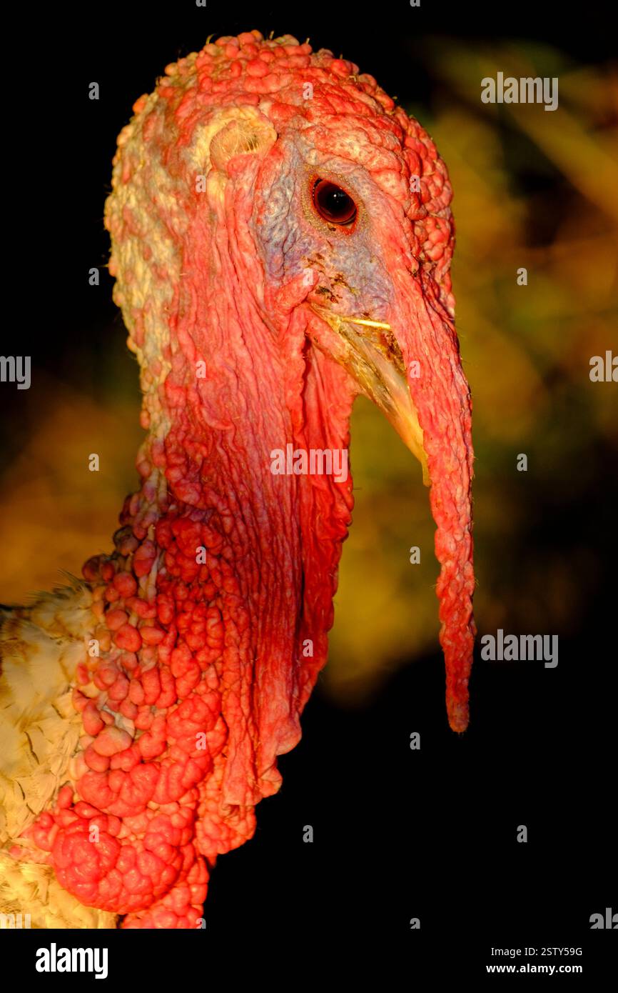 Pavo de pavo hi-res stock photography and images - Alamy