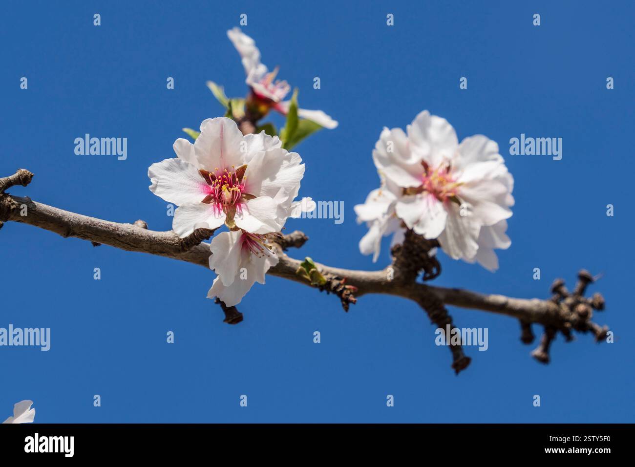 Closeup branch almond tree hi-res stock photography and images - Alamy