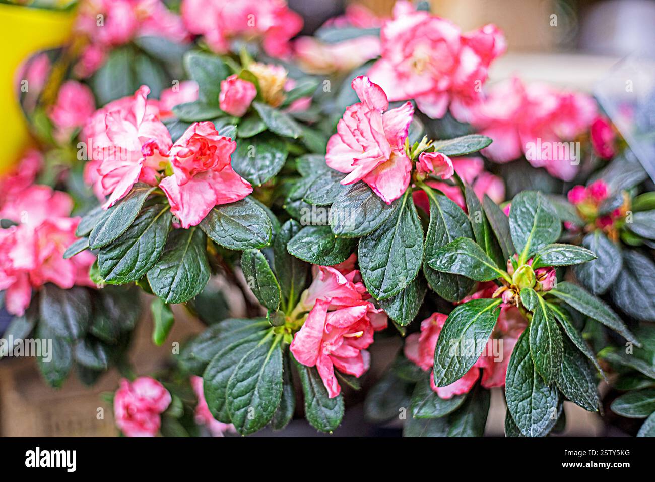 delicate pink and red azalea flowers. Growing and diseases of flowers ...