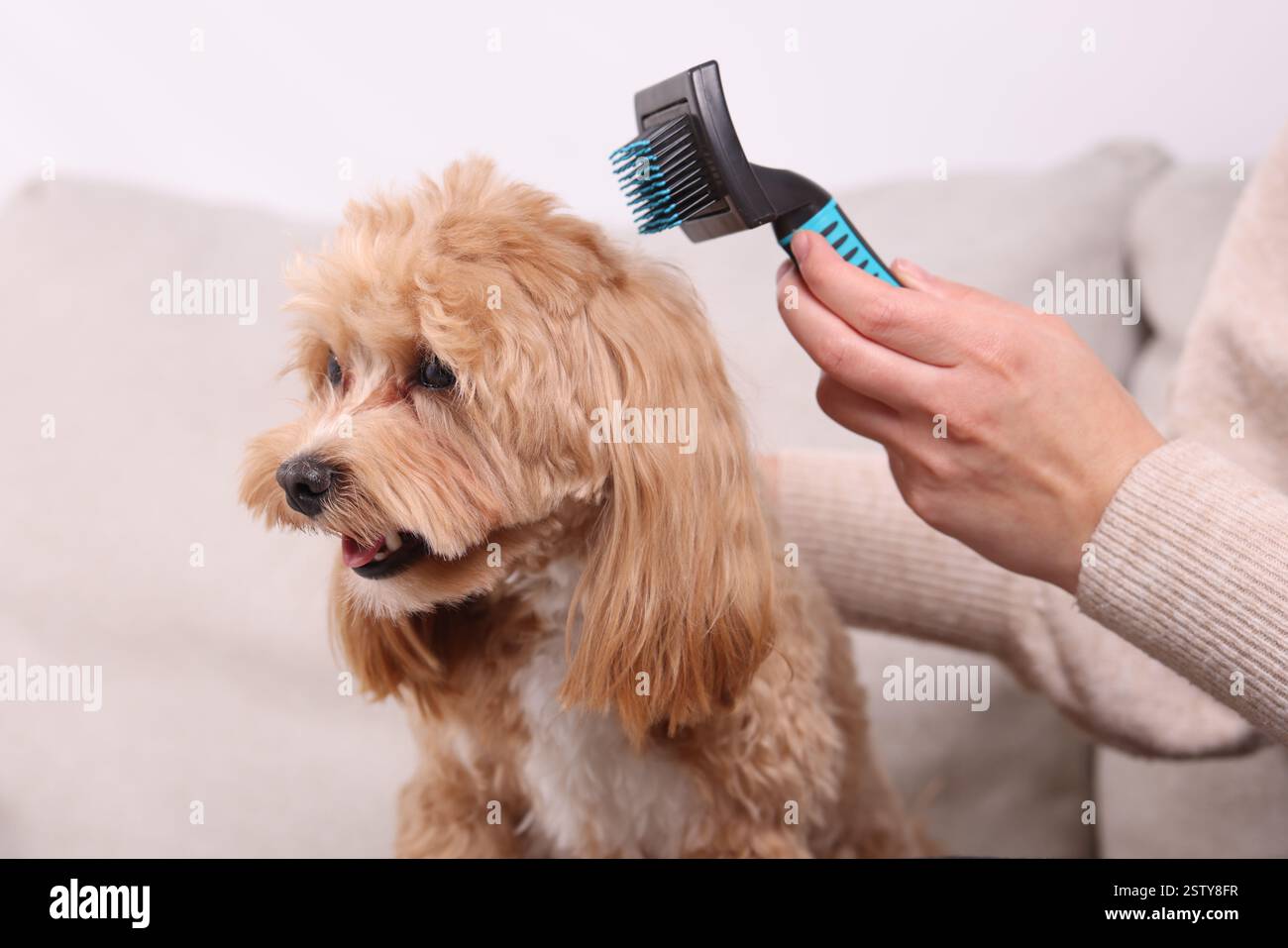 Woman brushing cute Maltipoo dog at home, closeup Stock Photo - Alamy