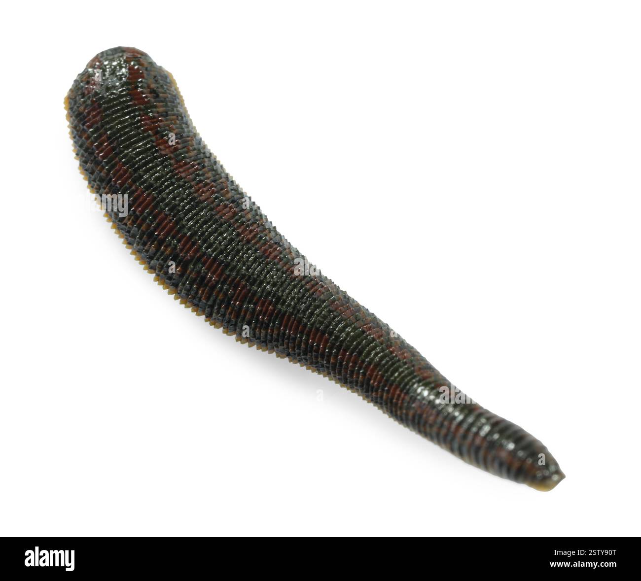 One medicinal leech isolated on white, top view Stock Photo - Alamy