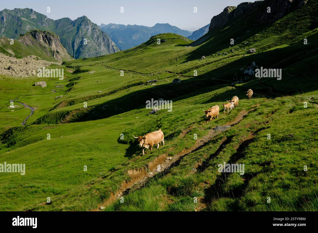 Cows ascending the hill Stock Photo - Alamy