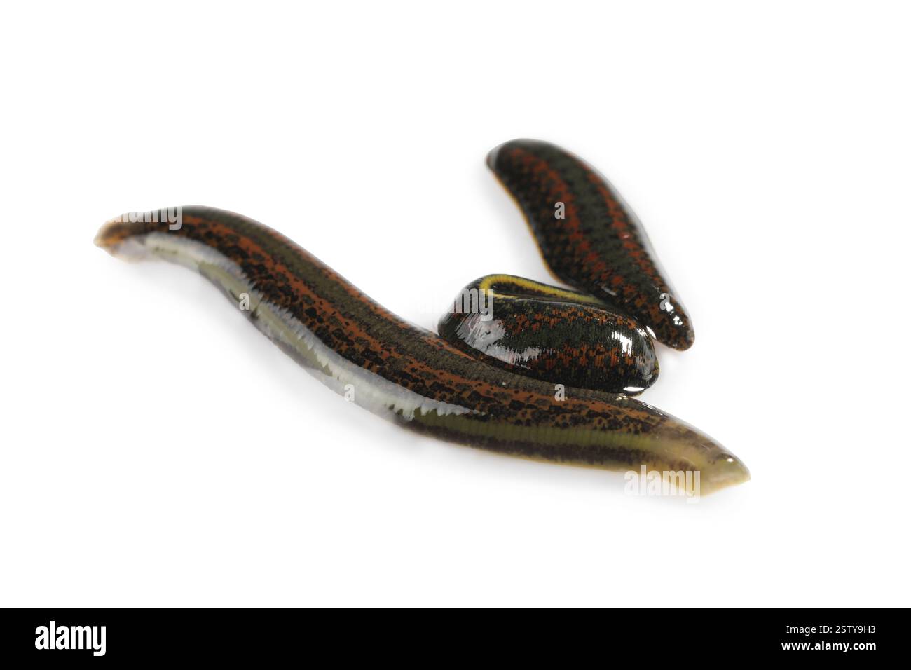 Leeches medicine hi-res stock photography and images - Alamy