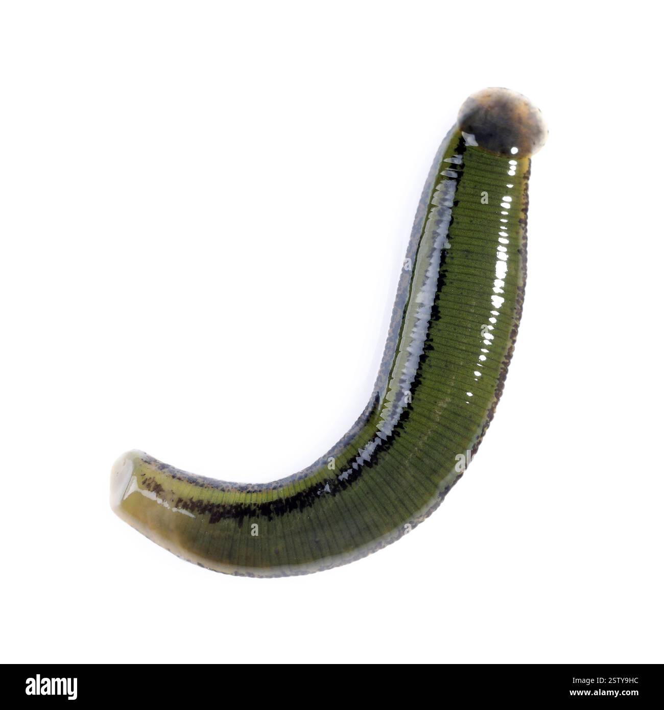 Medicinal leech hi-res stock photography and images - Alamy