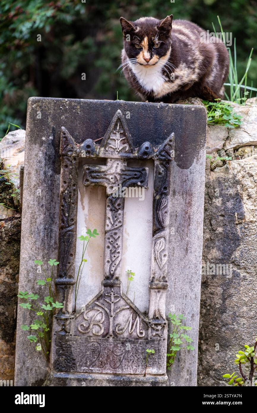 Cemetery tomb cat hi-res stock photography and images - Alamy